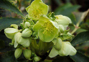 Native British Plants & Trees - Squire's Garden Centres